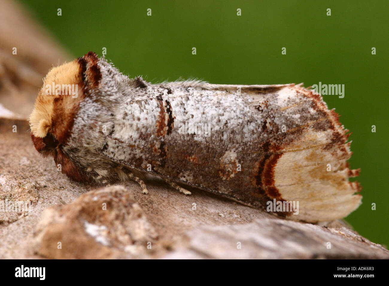 Cocoon on bark hi-res stock photography and images - Alamy