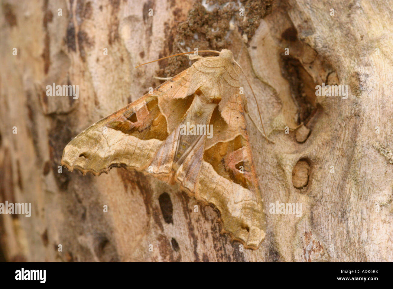 Hawk moth cocoon hi-res stock photography and images - Alamy