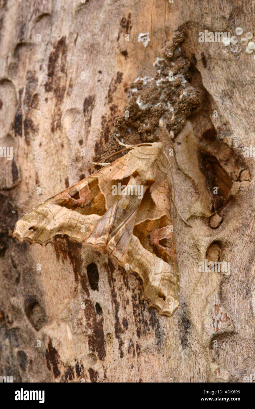 Lime hawk moth england hi-res stock photography and images - Alamy