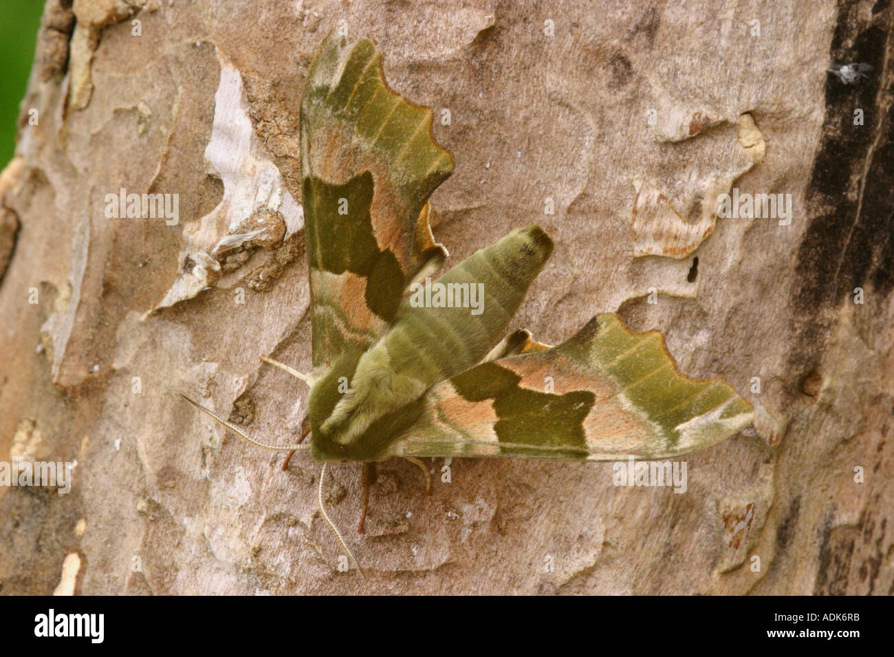 Lime hawk moth mimas tiliae resting on tree bark Stock Photo - Alamy