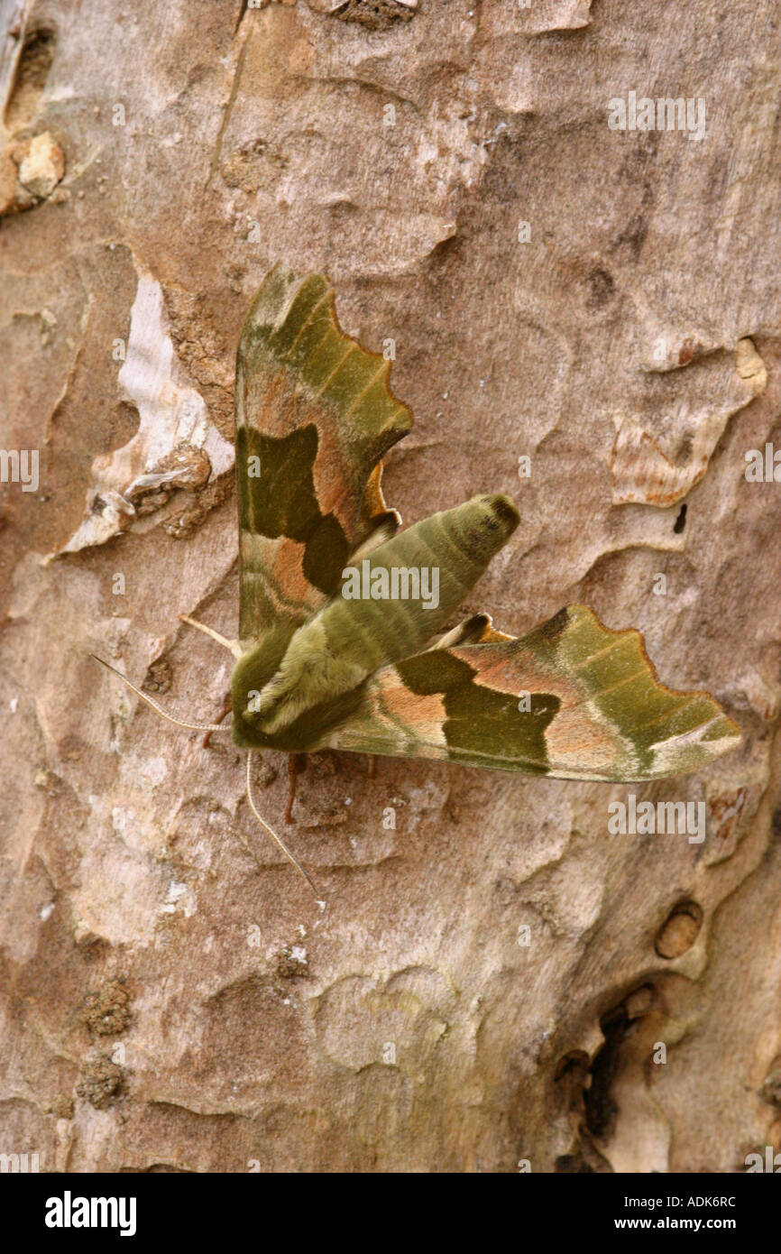 Lime hawk moth england hi-res stock photography and images - Alamy