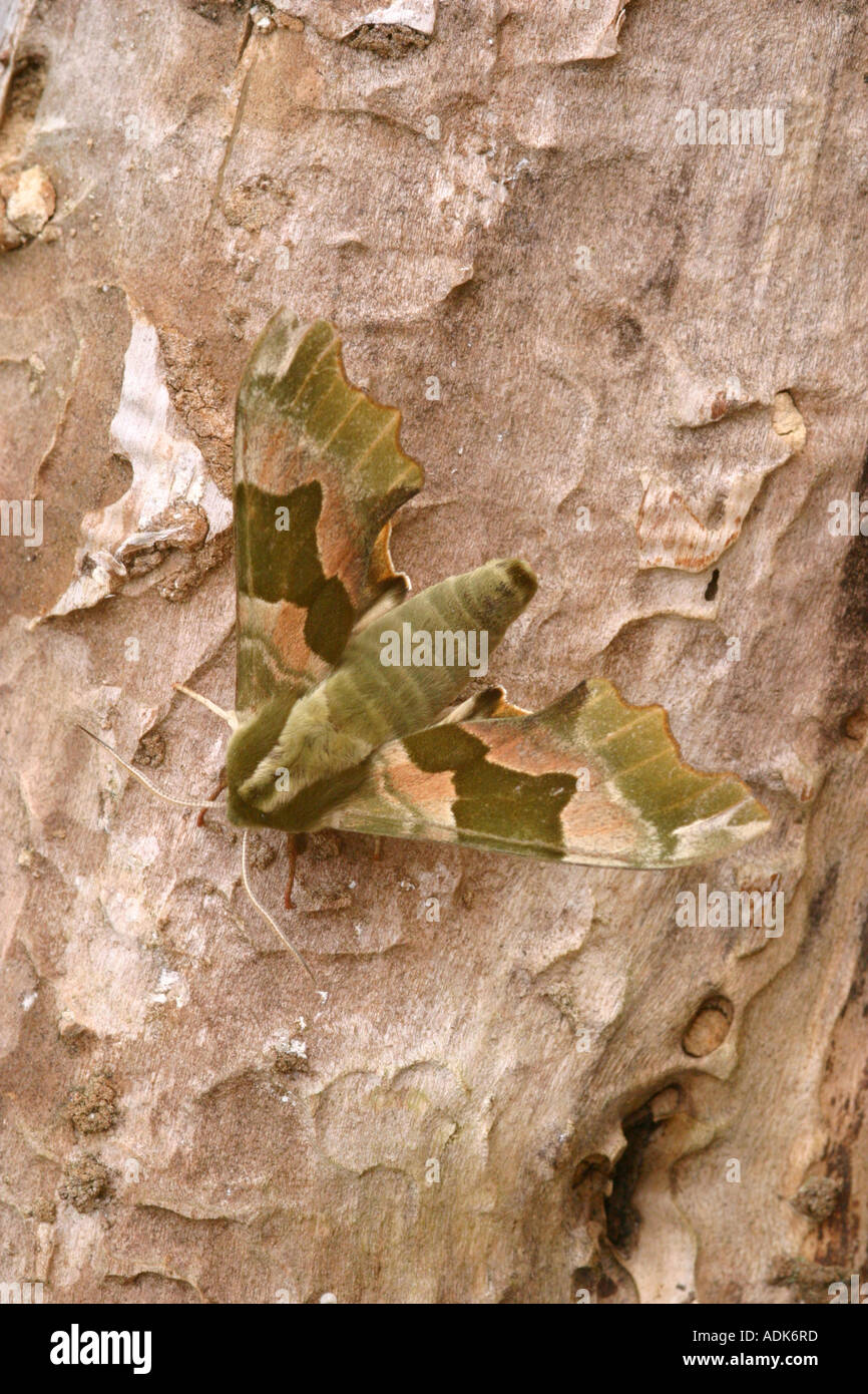 Hawk moth on bark hi-res stock photography and images - Alamy