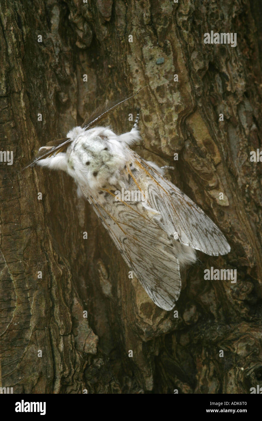 puss moth resting on tree bark cerura vinula Stock Photo - Alamy