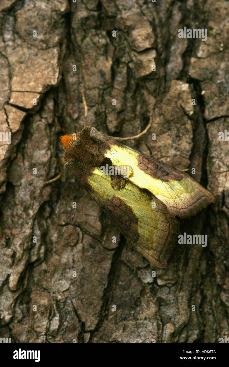 Burnished Brass moth diachrysia resting on tree bark Stock Photo - Alamy