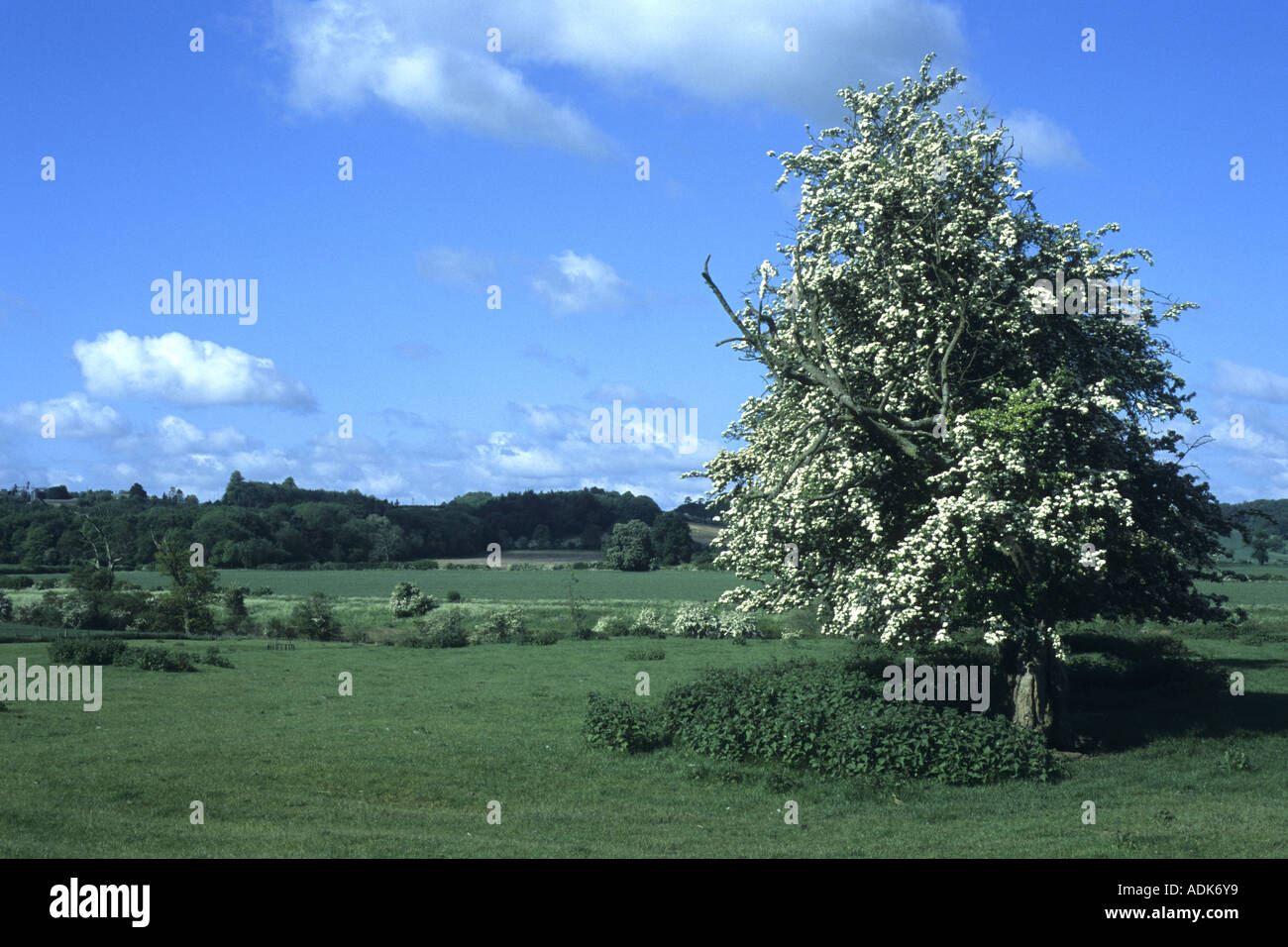 Battle of Edgcote site, Oxfordshire, England, UK Stock Photo - Alamy
