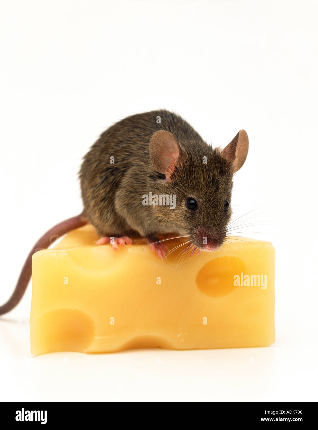 Mus musculus cheese hi-res stock photography and images - Alamy