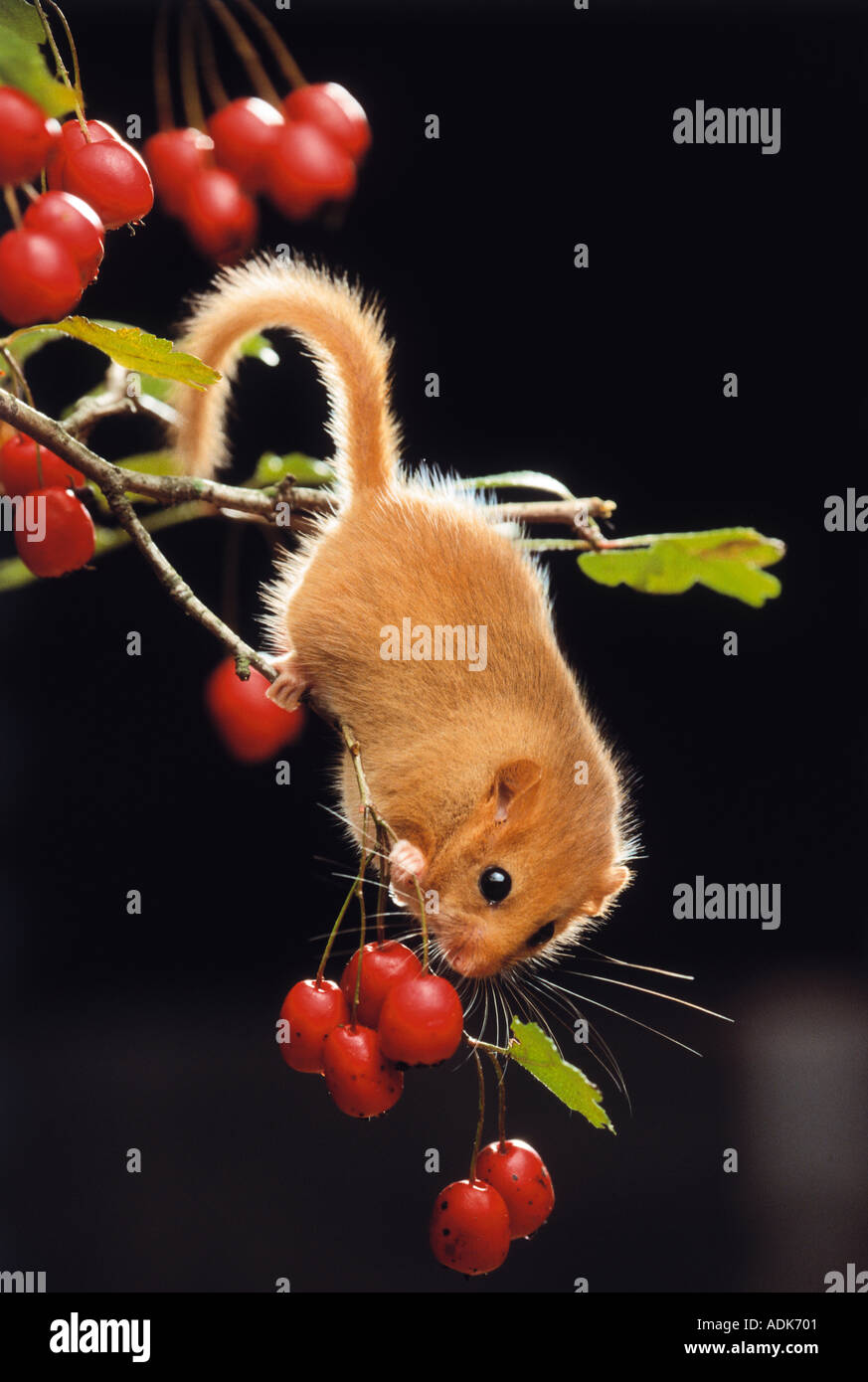 Hazel dormice hi-res stock photography and images - Alamy