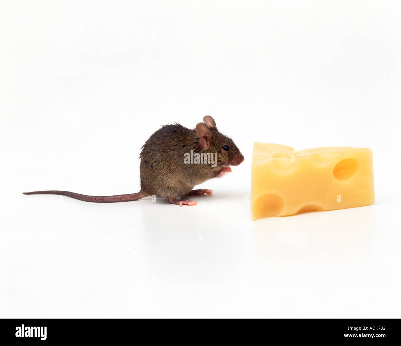 Mouse sitting cheese hi-res stock photography and images - Alamy