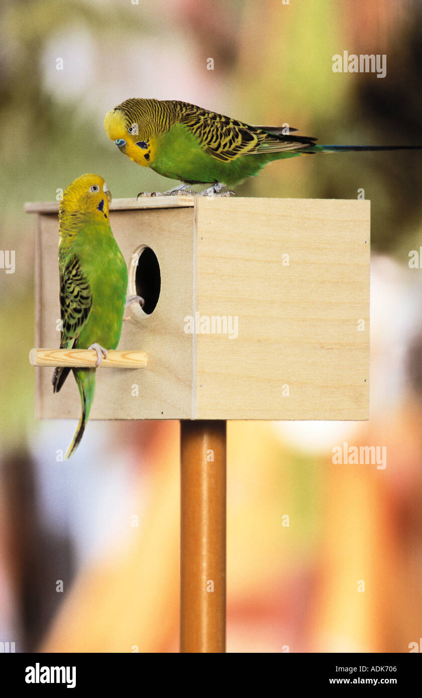 Budgerigar, Budgie (Melopsittacus undulatus). Couple at nesting box ...