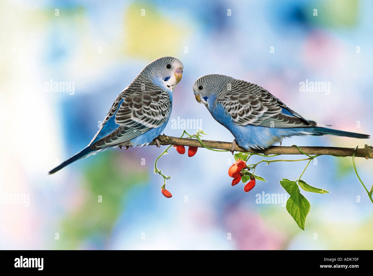 Budgerigars female melopsittacus undulatus budgie hi-res stock ...