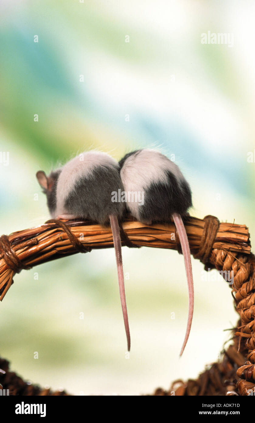 Northern Pygmy Gerbil High Resolution Stock Photography and Images - Alamy