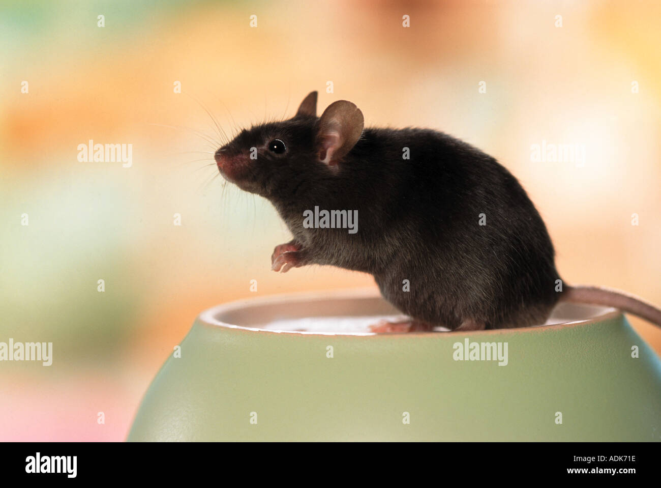 Northern Pygmy Gerbil High Resolution Stock Photography and Images - Alamy