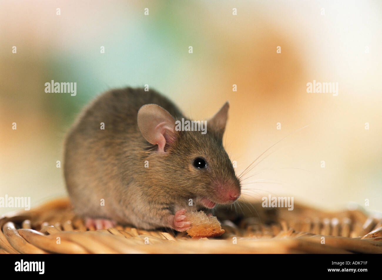 Northern Pygmy Gerbil High Resolution Stock Photography and Images - Alamy