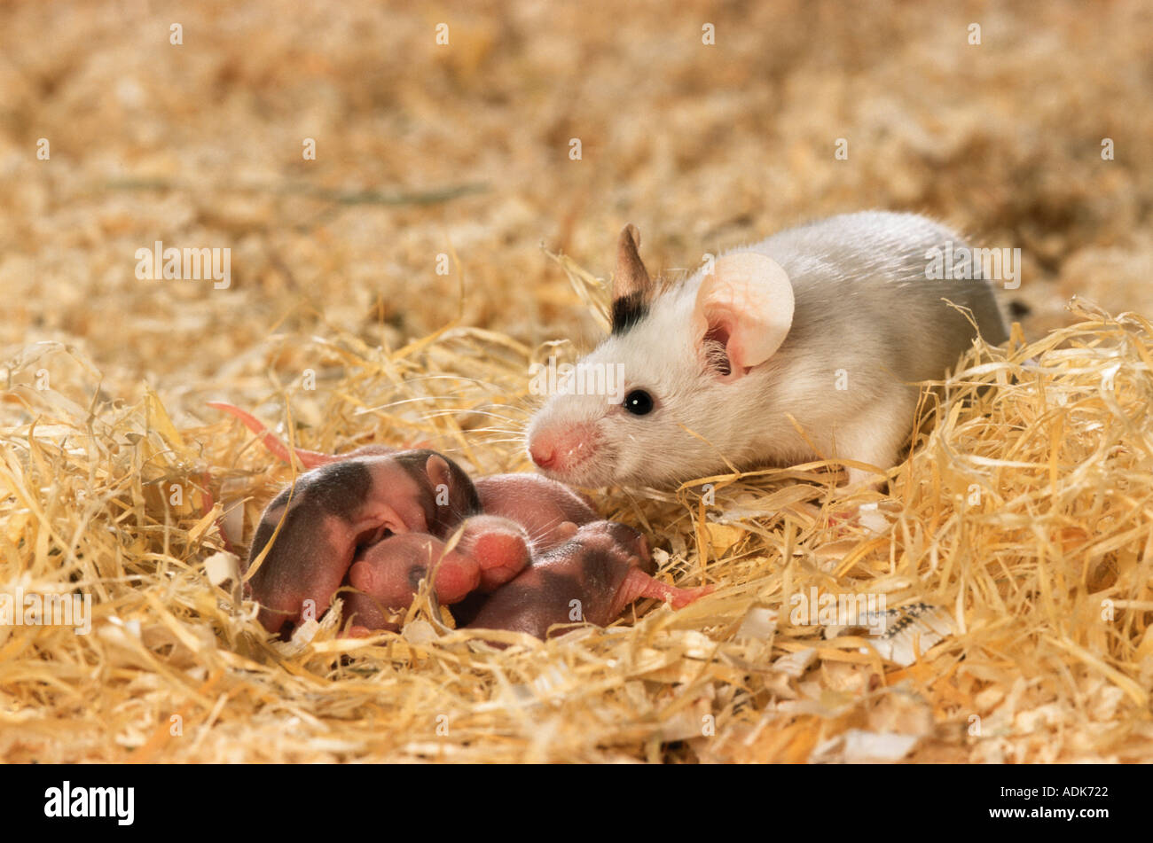 Northern pygmy gerbil hi-res stock photography and images - Alamy