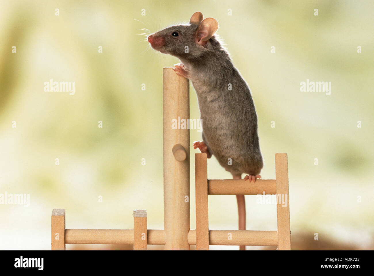 Northern pygmy gerbil hi-res stock photography and images - Alamy