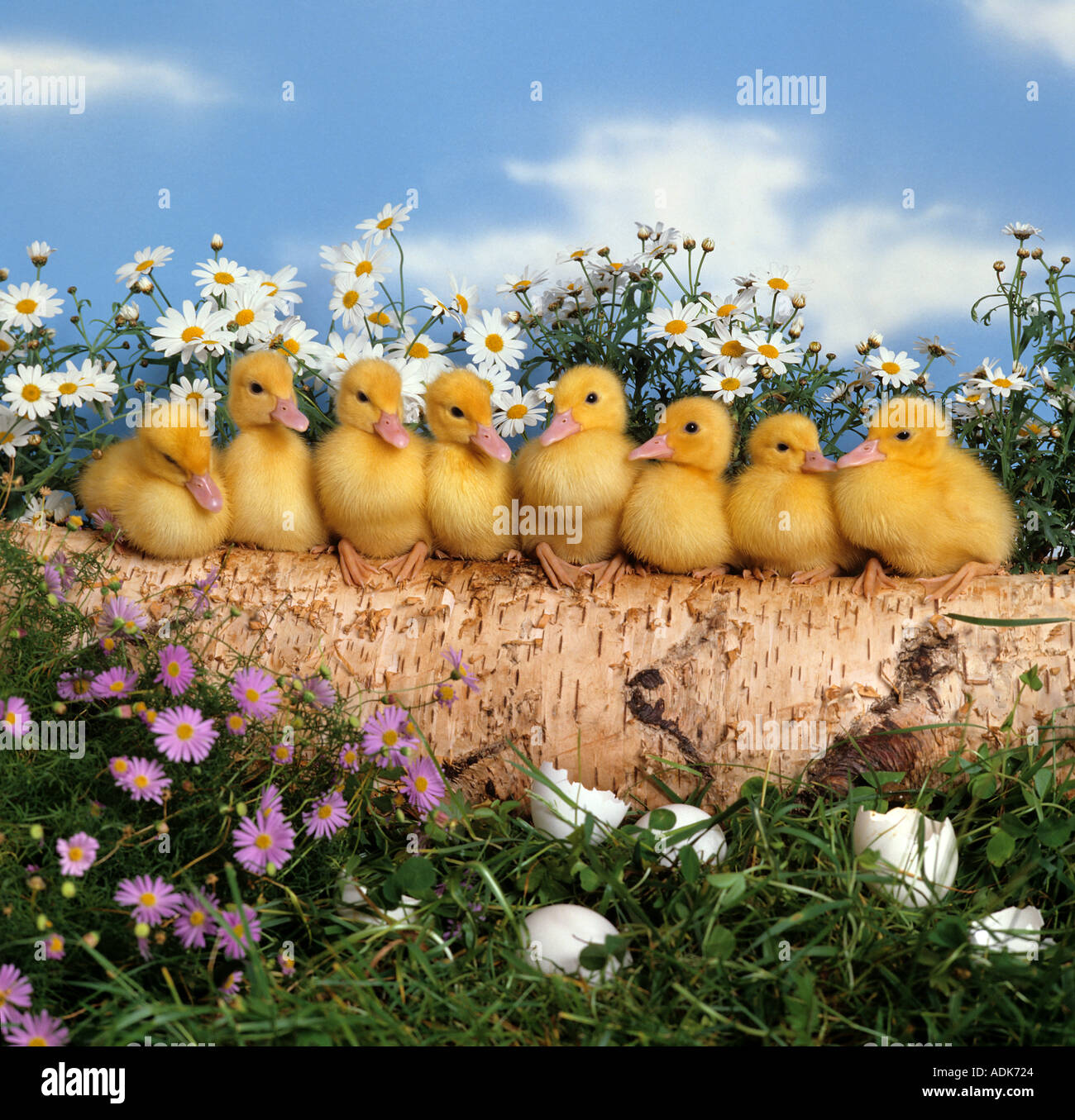 Eight ducks hi-res stock photography and images - Alamy