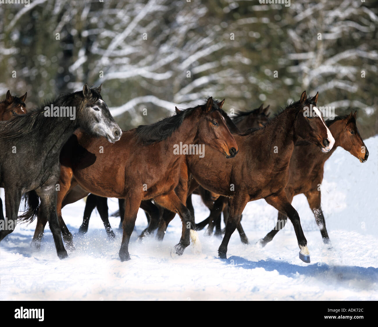 Holsteiner horses running in snow Stock Photo - Alamy