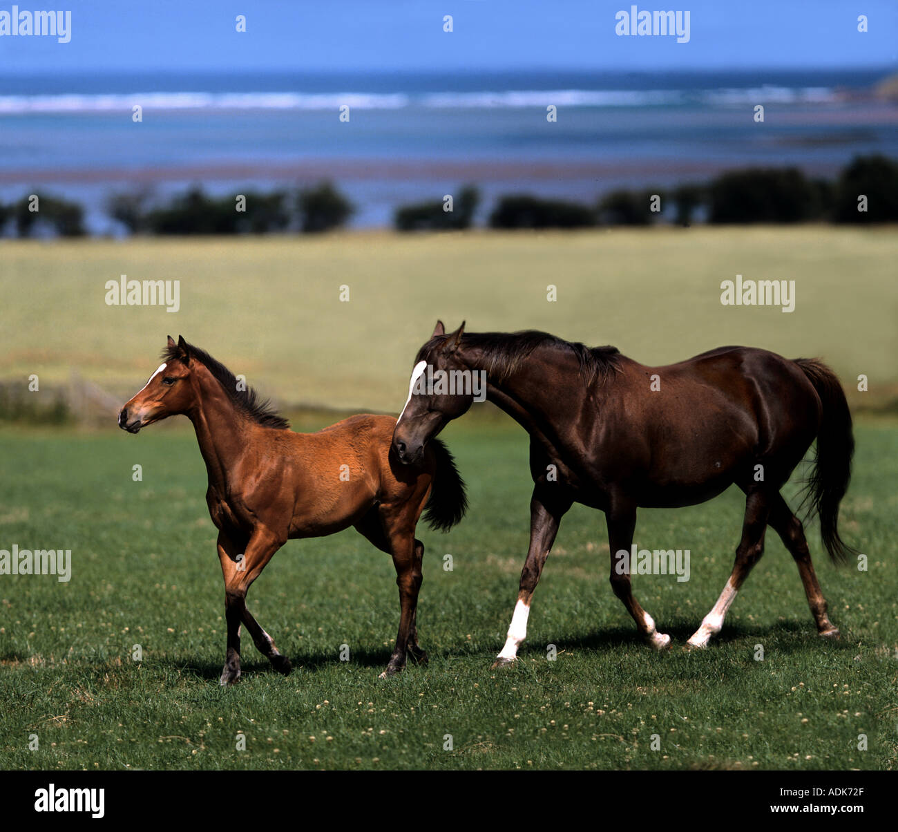 English Thoroughbred Horse Mare Foal Stock Photos & English ...