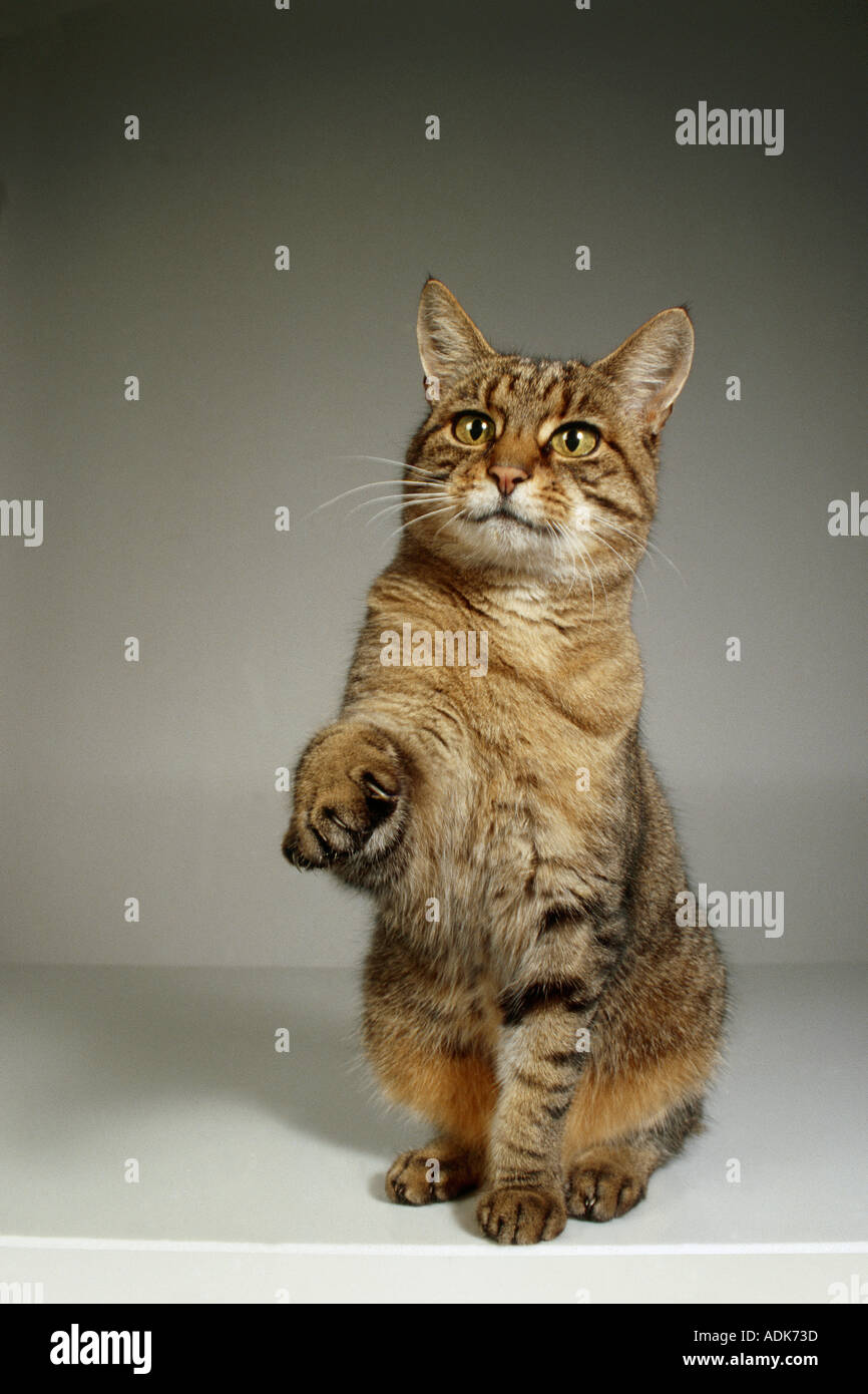 Tabby cat's paw, cutout hi-res stock photography and images - Alamy