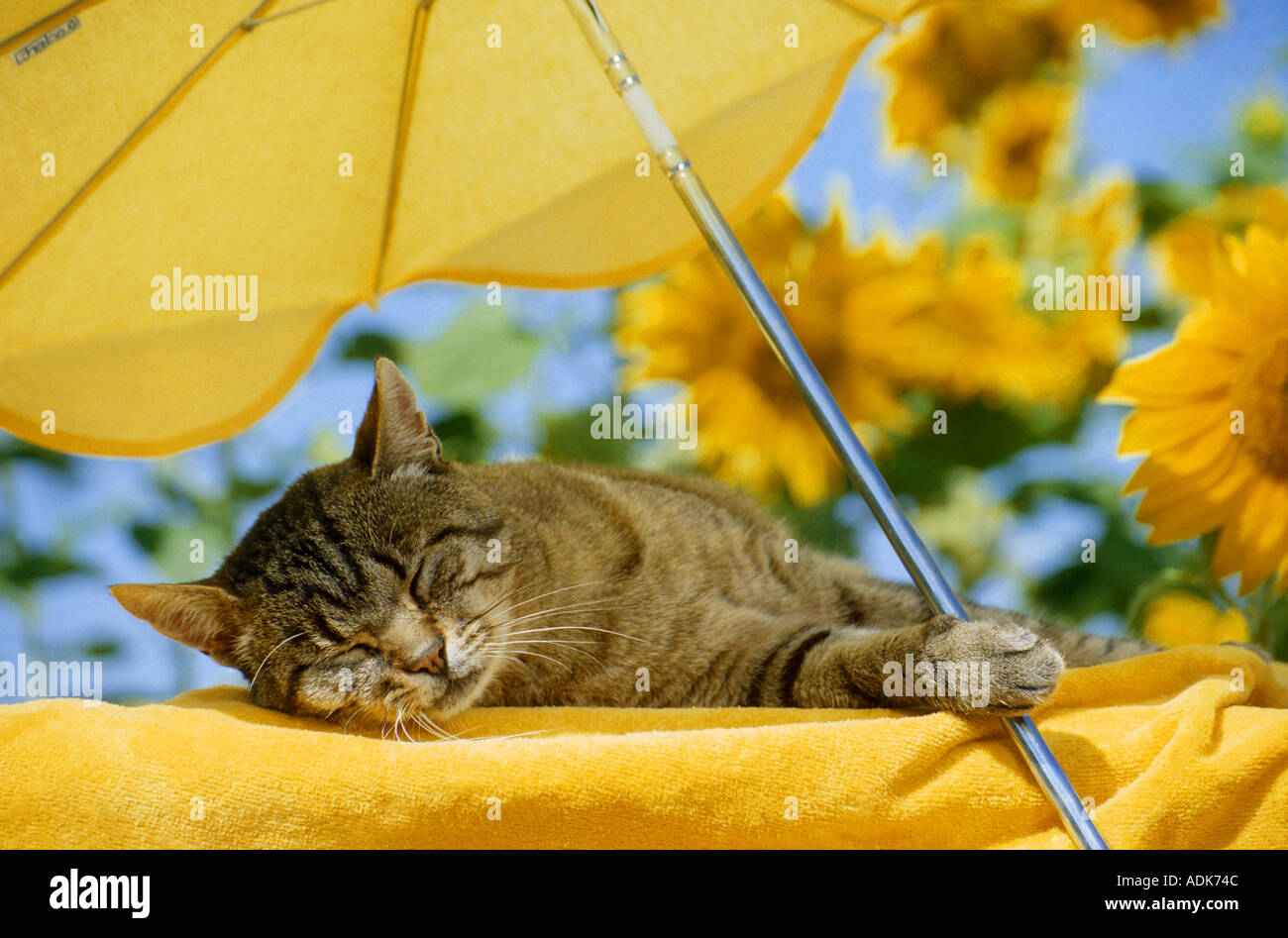 tabby domestic cat - sleeping under sun shade Stock Photo - Alamy