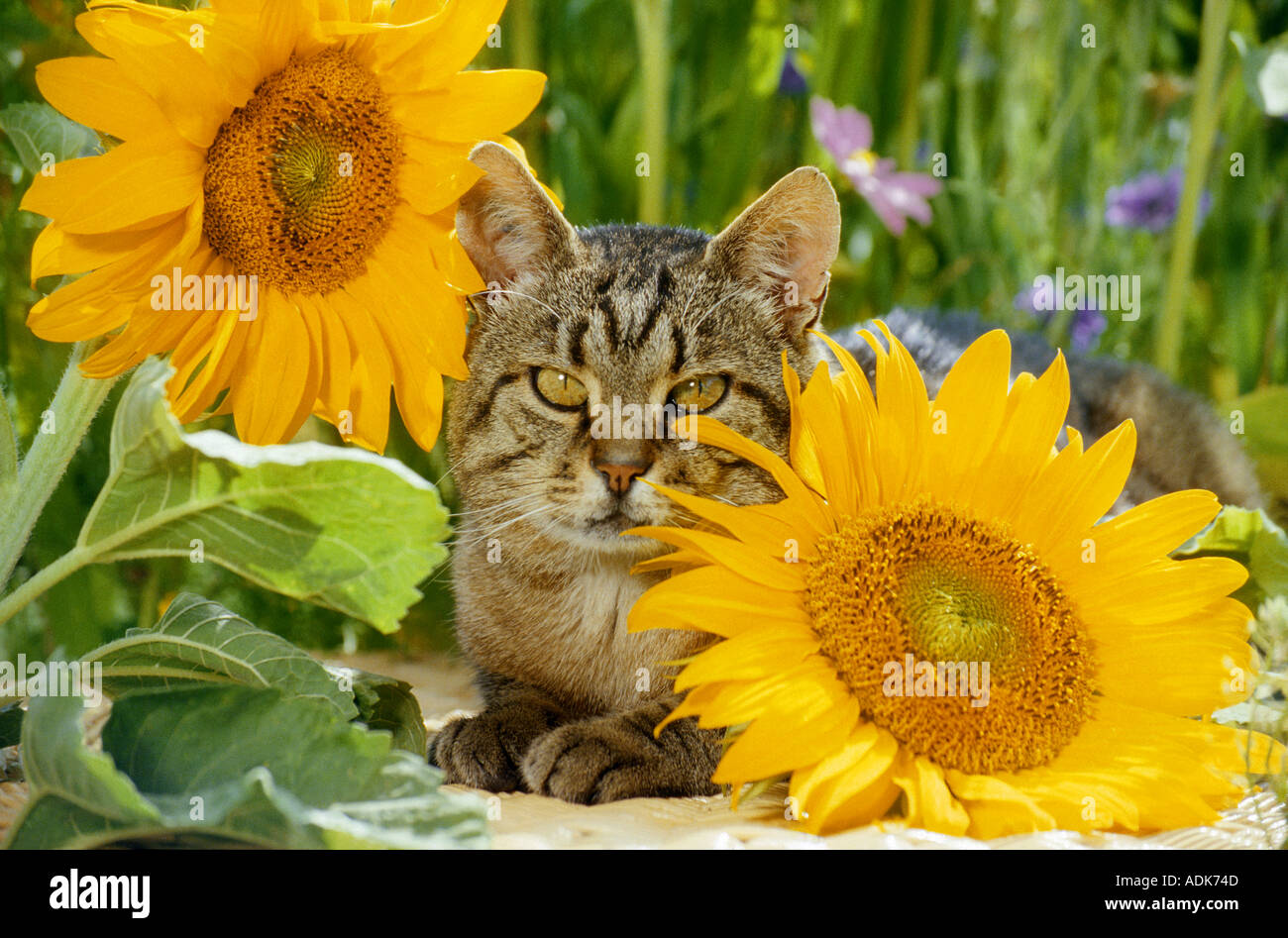 Cat sunflowers hi-res stock photography and images - Alamy