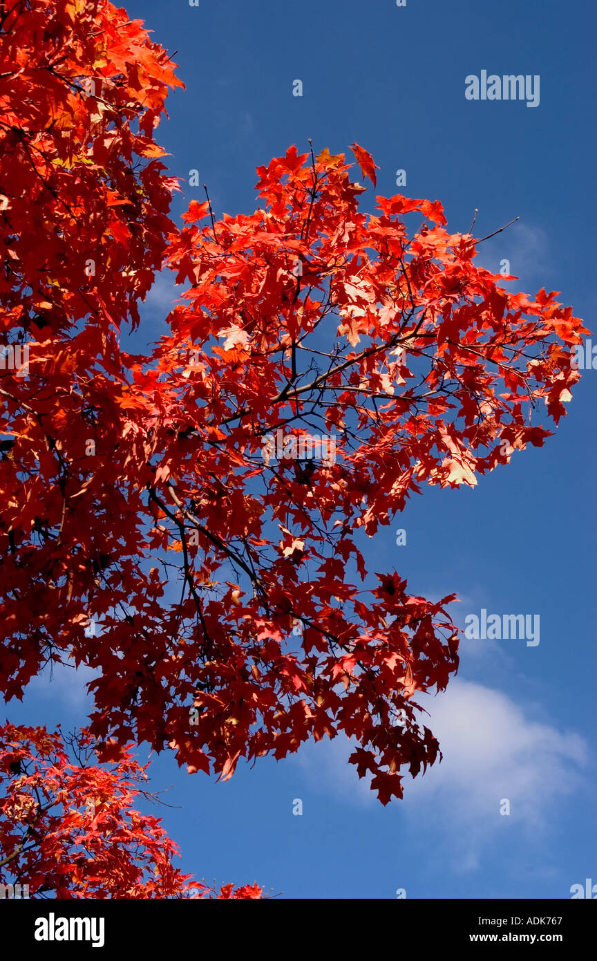 Red tree leaves and fall foliage Stock Photo - Alamy