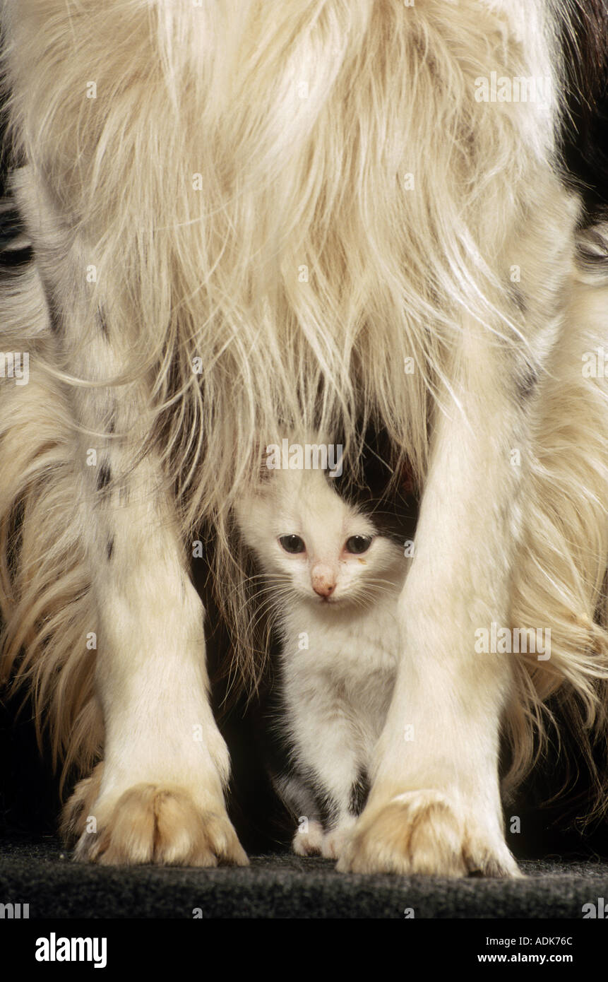 animal friendship : kitten sitting between paws Stock Photo - Alamy