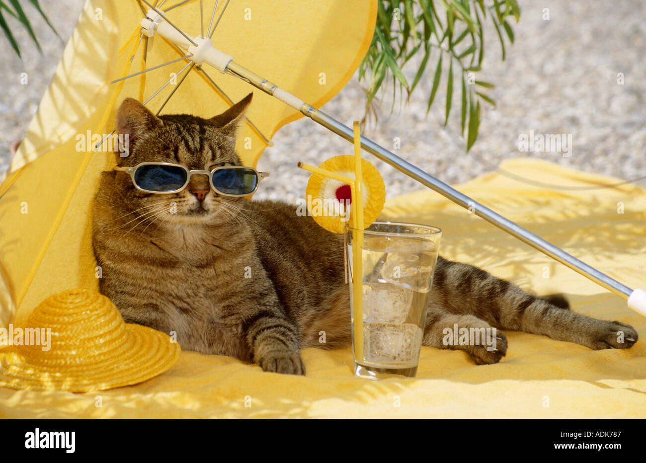 Domestic cat. Tabby cat with sun glasses lying under sun shade Stock ...