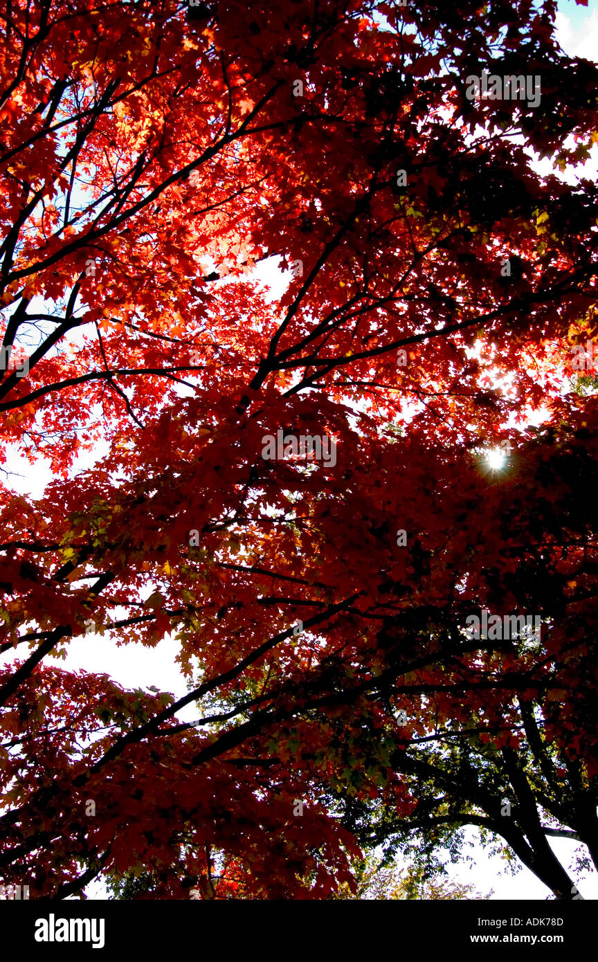 Fall foliage leaves Stock Photo - Alamy