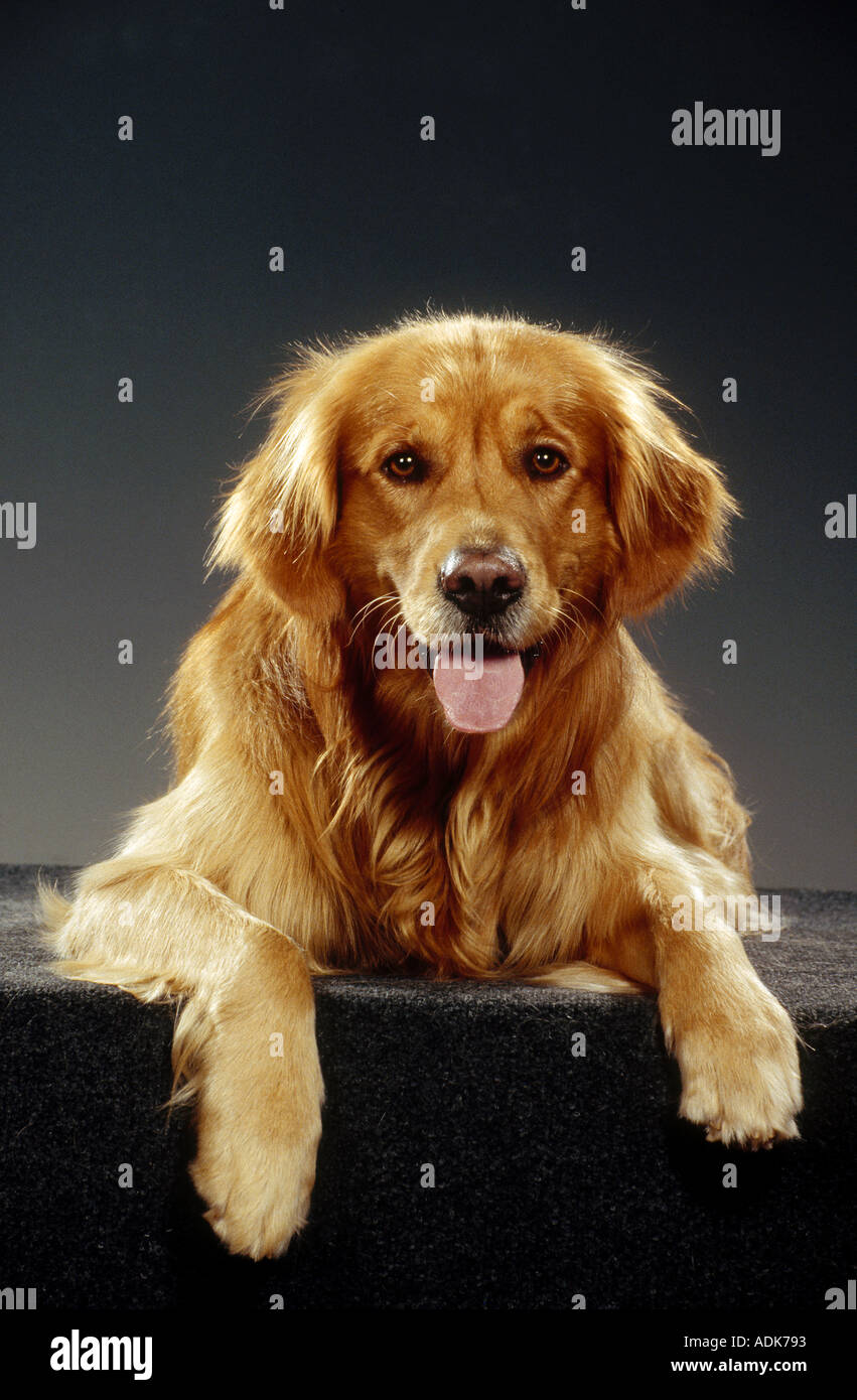 Golden cut out hi-res stock photography and images - Alamy