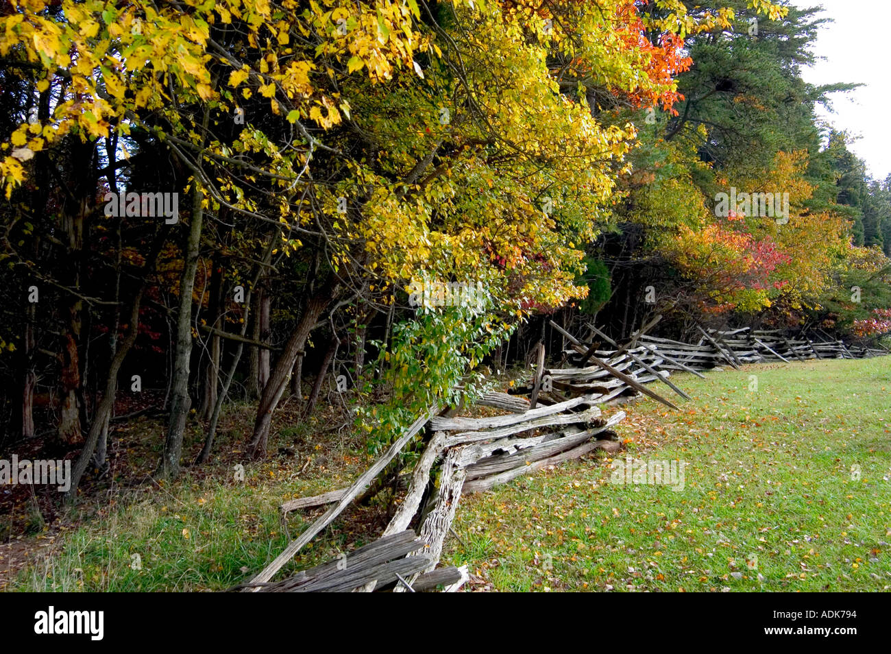 Old wooden rail fence and fall foliage Stock Photo - Alamy