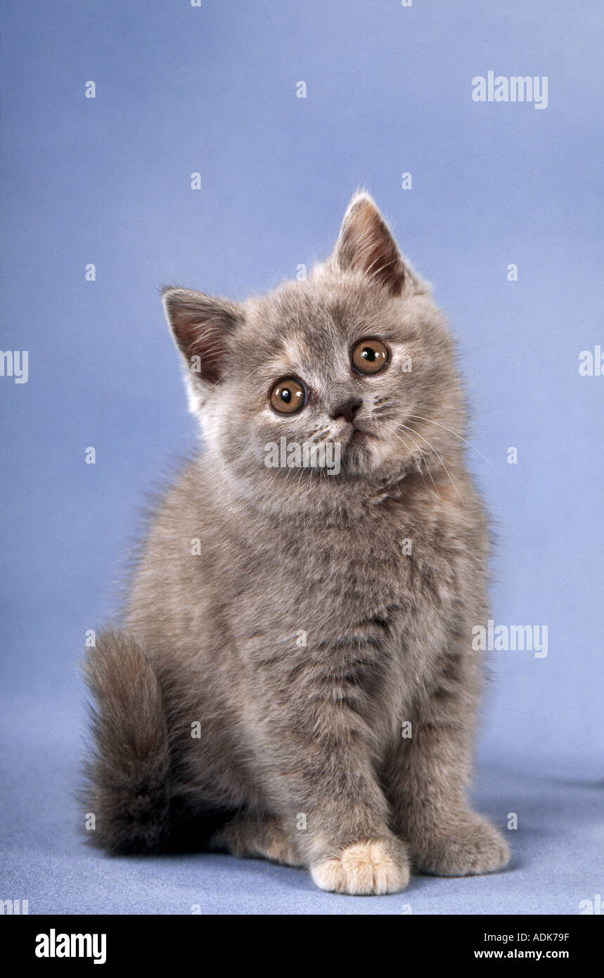 young Carthusian cat - sitting - cut out Stock Photo - Alamy