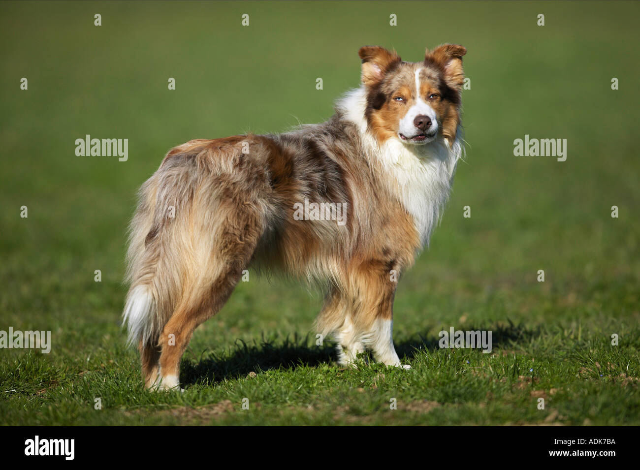 Australian shepherd standing hi-res stock photography and images - Alamy