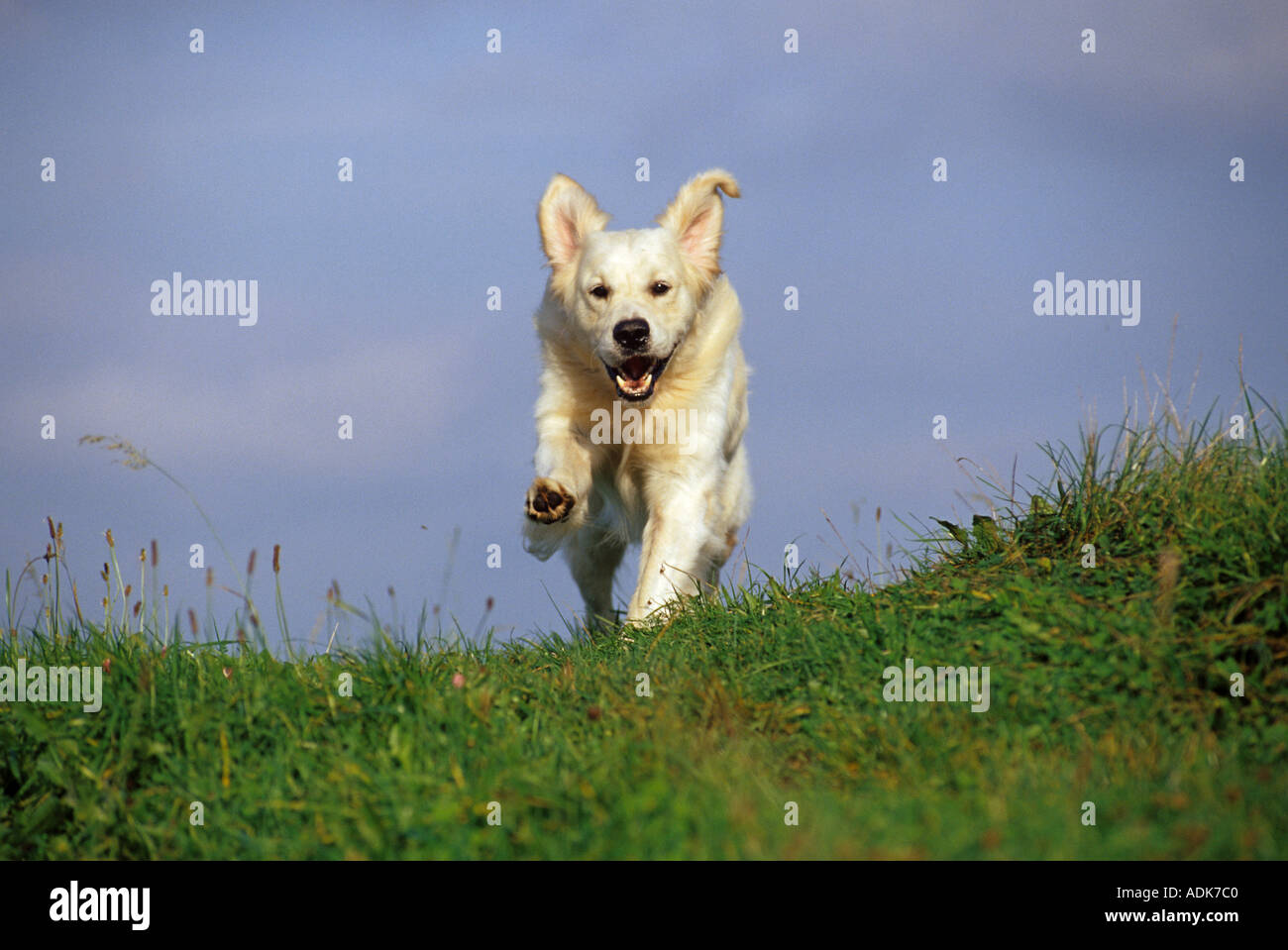 Golden Retriever dog - running Stock Photo - Alamy