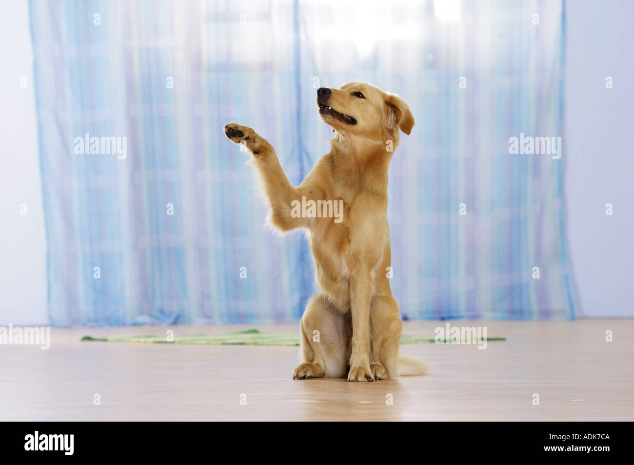 animal dog Golden Retriever lifting paw Stock Photo - Alamy