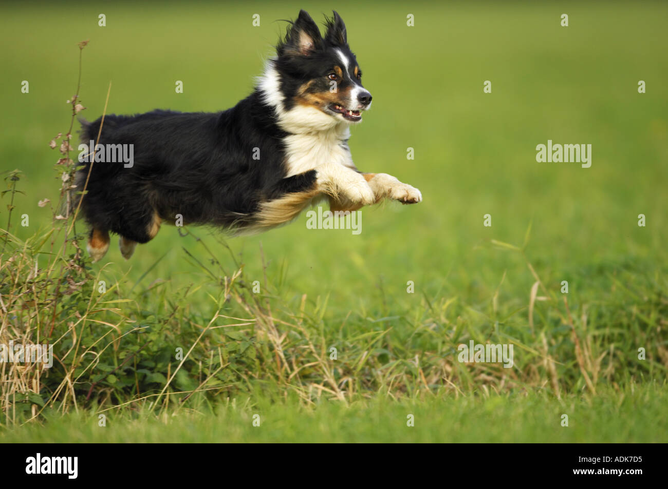 Leaping australian shepherd hi-res stock photography and images - Alamy