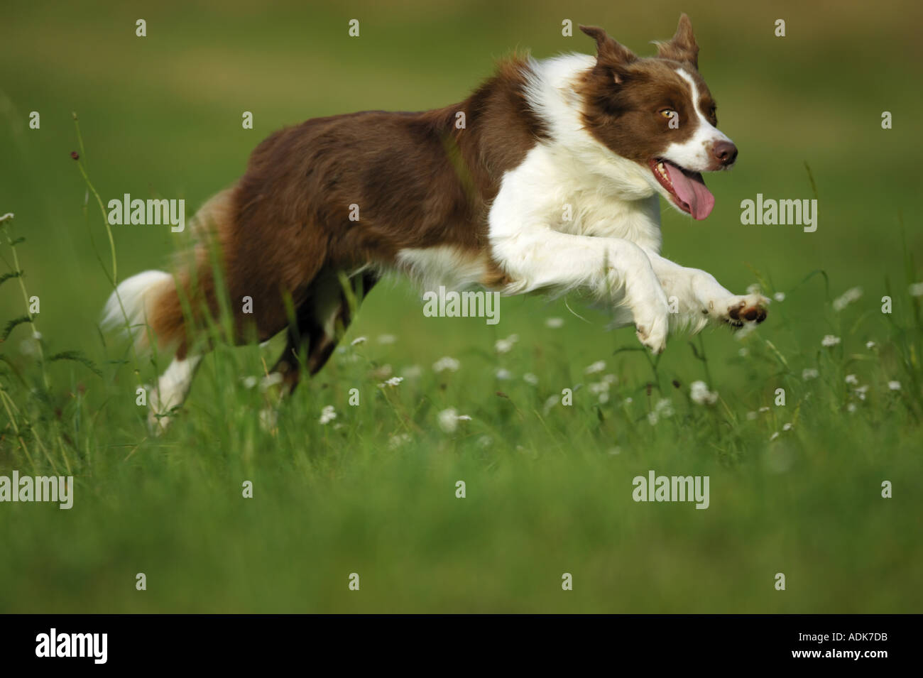 Border collie jumping meadow hi-res stock photography and images - Alamy