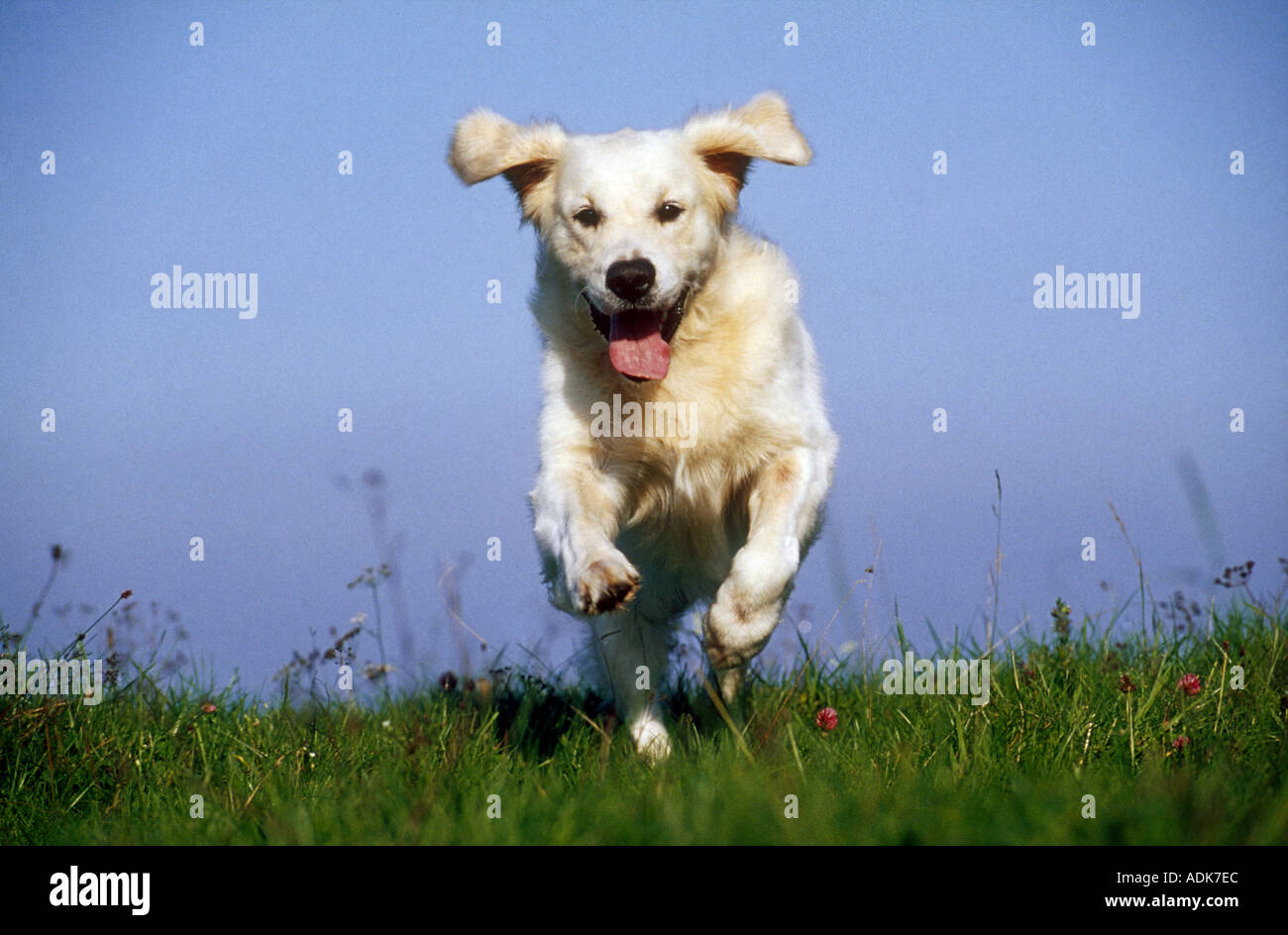 Running Golden Retriever High Resolution Stock Photography and Images ...