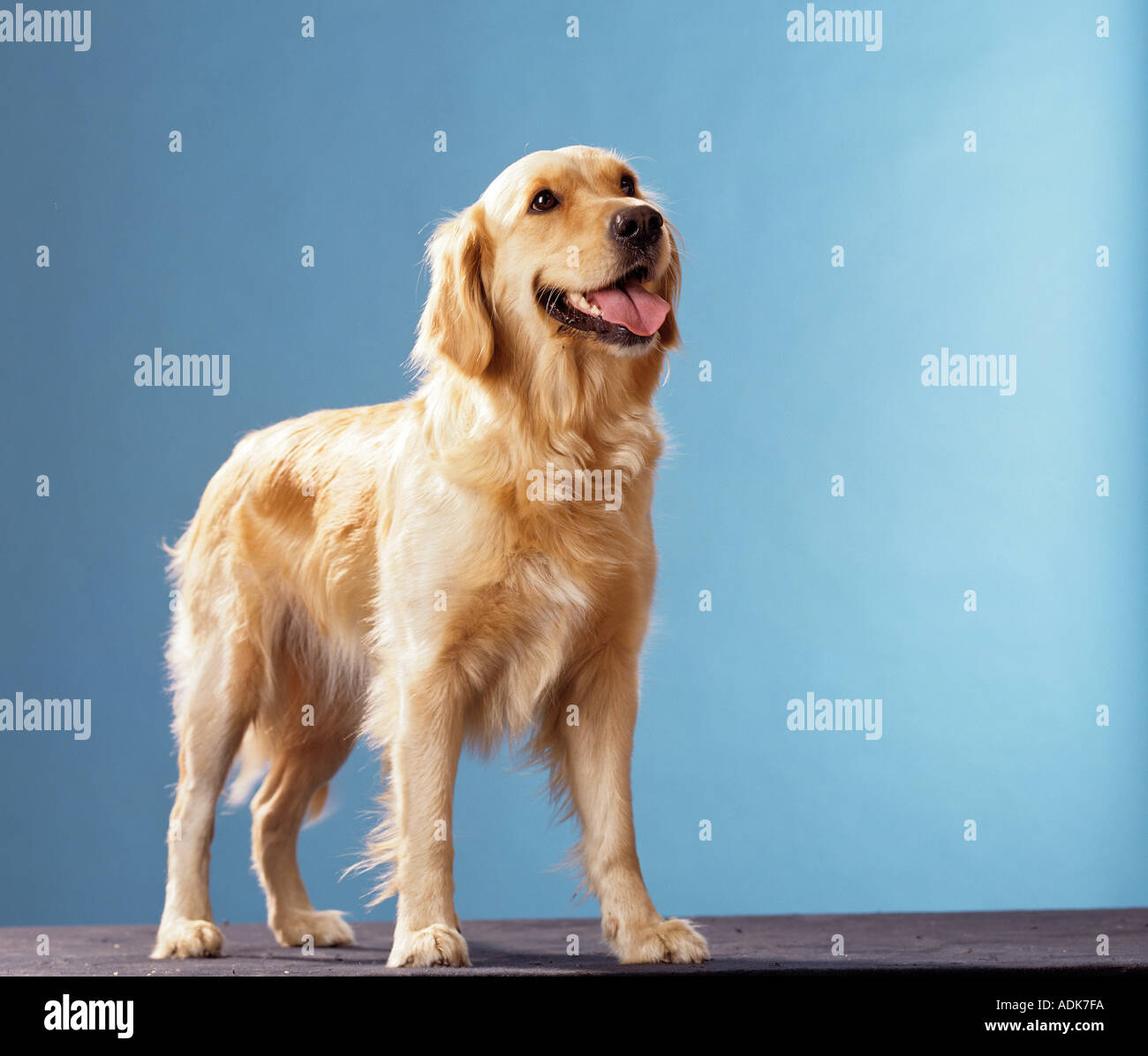Golden Retriever. Adult standing. Studio picture Stock Photo - Alamy