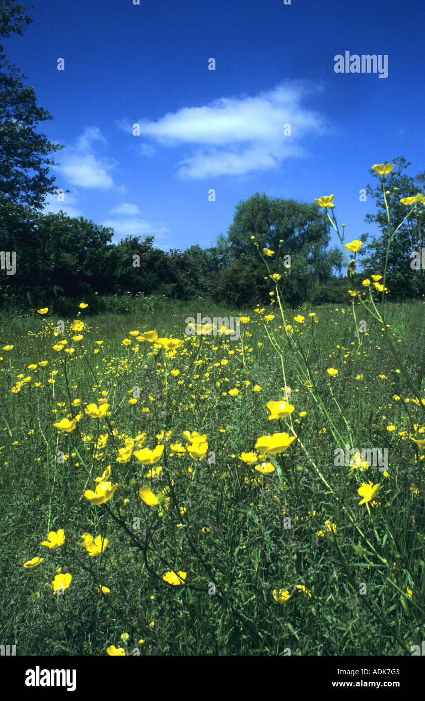 The Bloody Meadow at Battle of Tewkesbury battlefield site ...