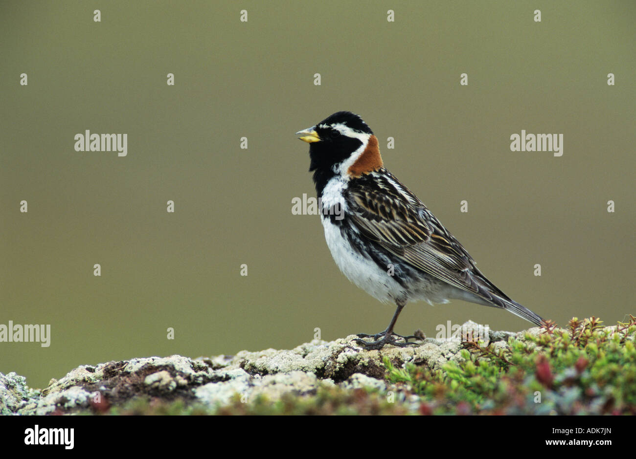 Lapland Longspur Calcarius lapponicus male singing Gednjehogda Norway ...