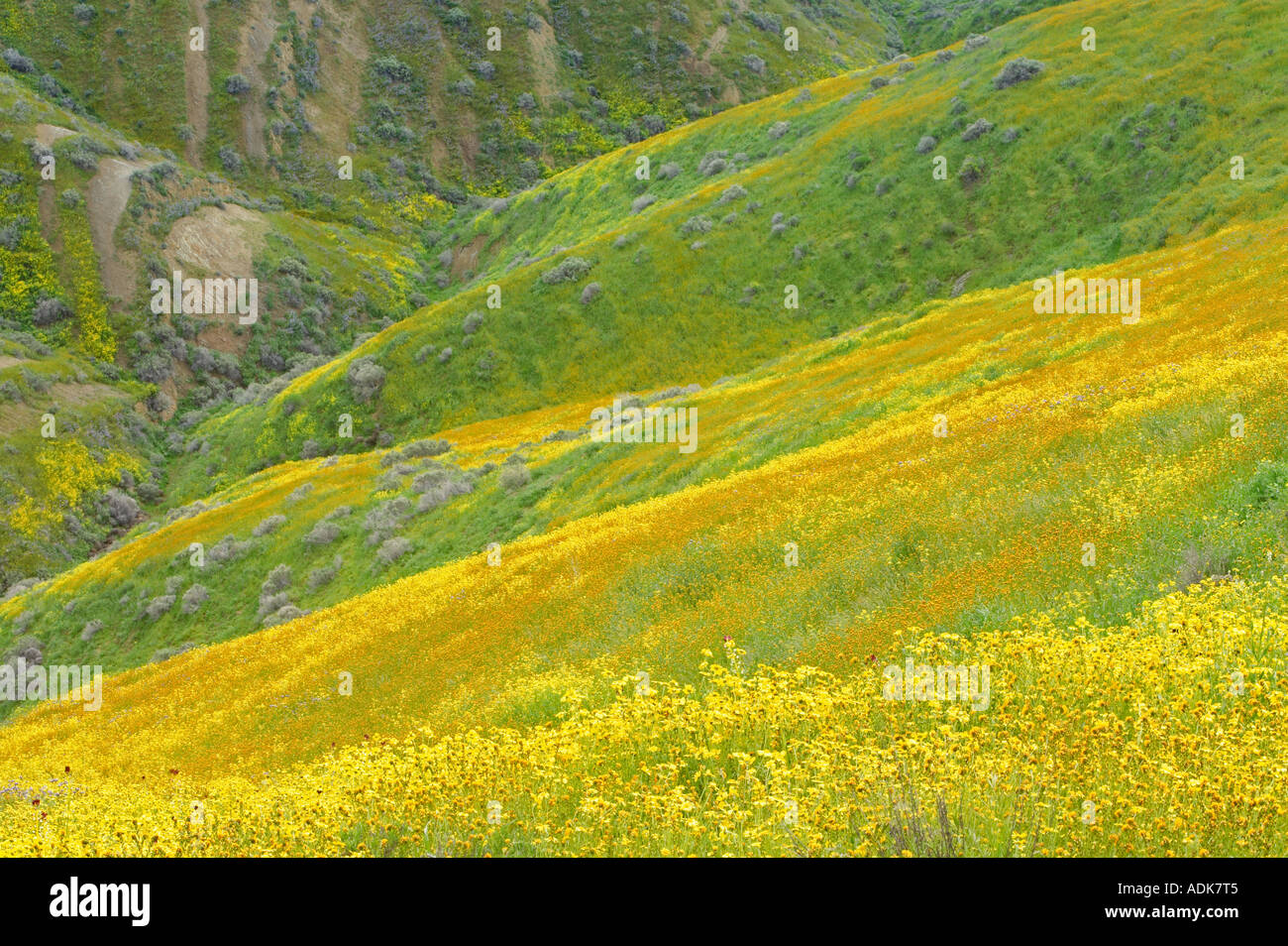 Hillside of wildflowers Yellow is mostly Hillside Daisy Monolopia ...