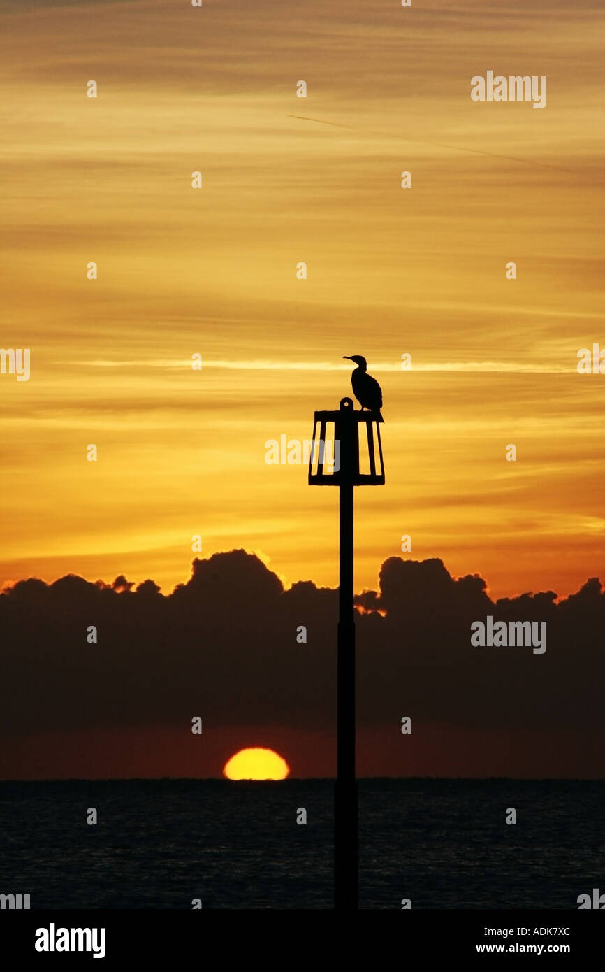 Bird and Beacon sunset silhouette Stock Photo - Alamy