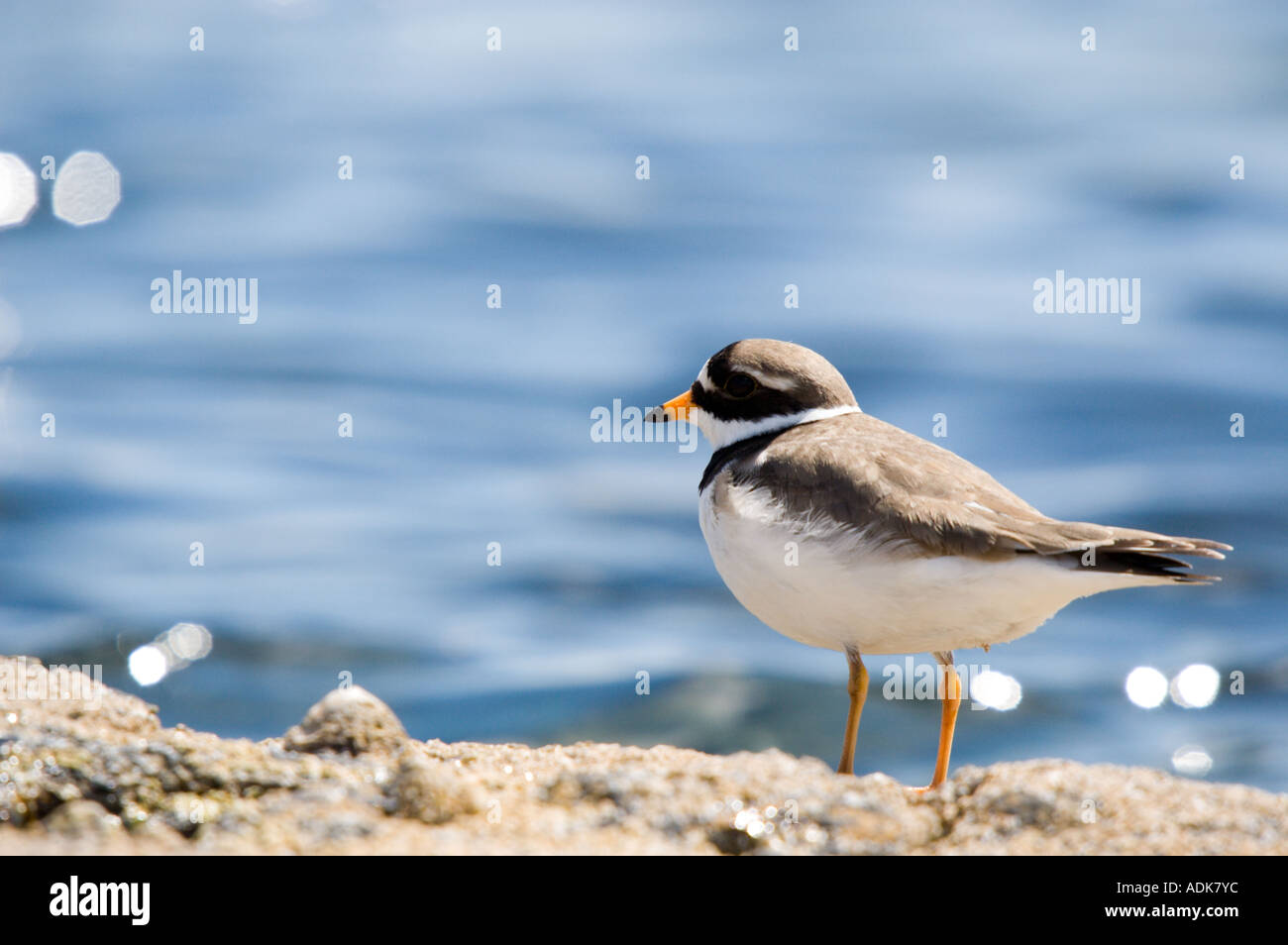 Ringed Plover (Charadrius hiaticula) on a rocky beach, Arran, Firth of ...