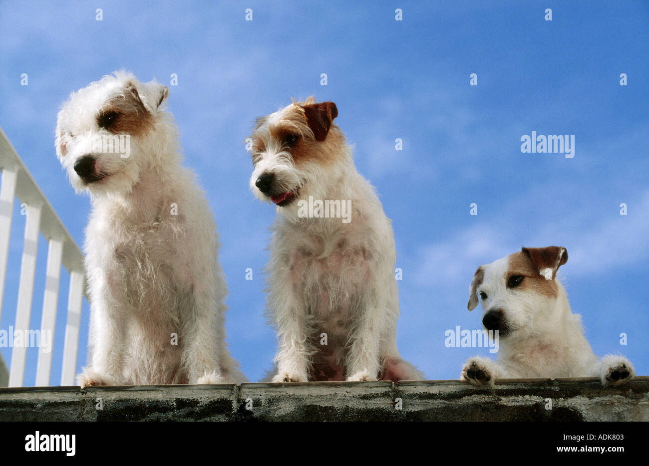 three Parson Jack Russell Terrier dogs Stock Photo - Alamy