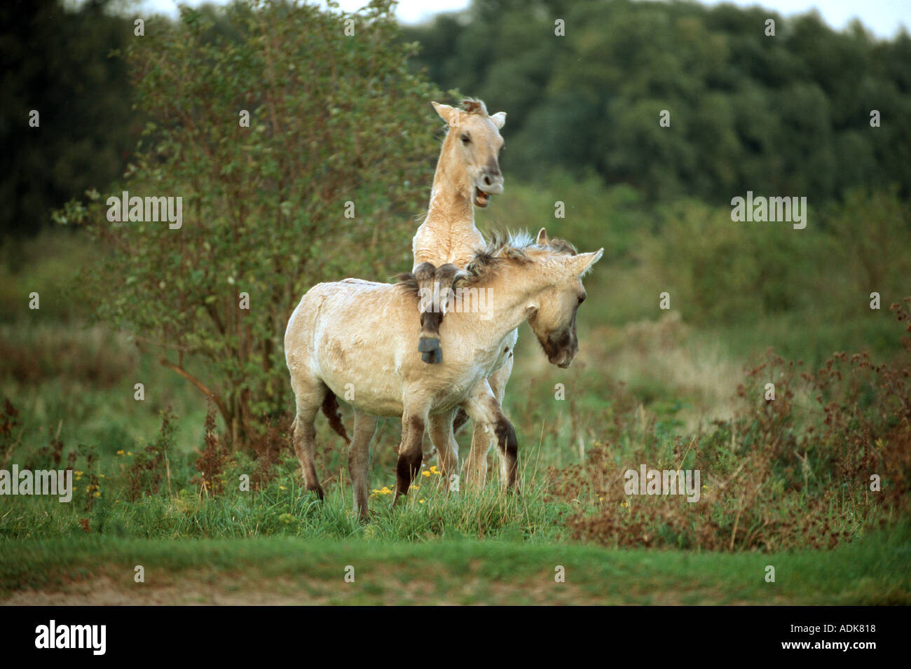Konik horse - two foals on meadow Stock Photo - Alamy
