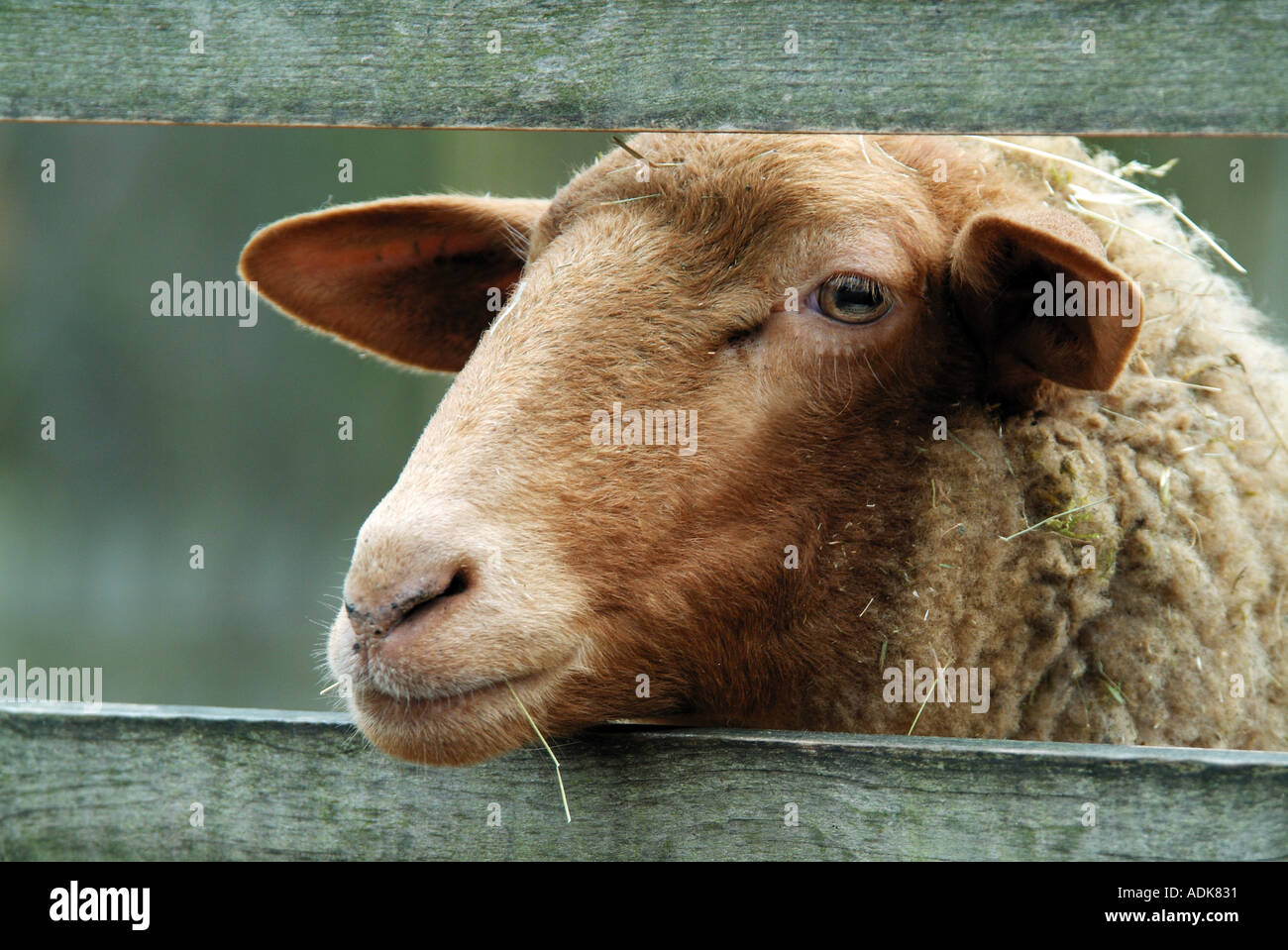 Sheep head through fence hi-res stock photography and images - Alamy