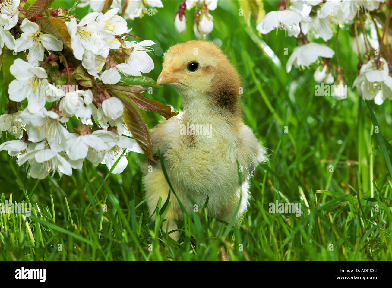 Hen and chicks in bloom hi-res stock photography and images - Alamy