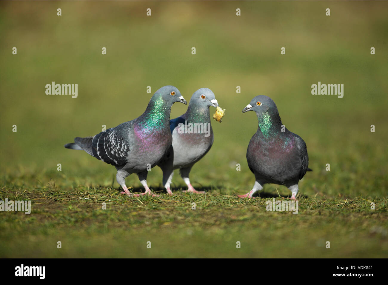 Three pigeons hi-res stock photography and images - Alamy