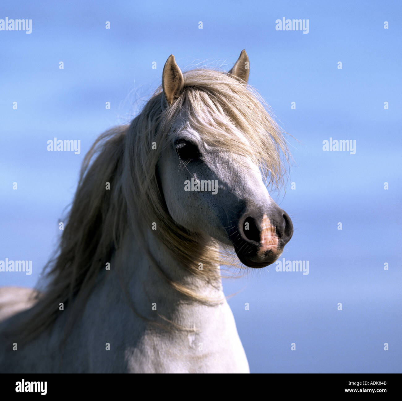 Welsh Mountain pony - potrait Stock Photo - Alamy